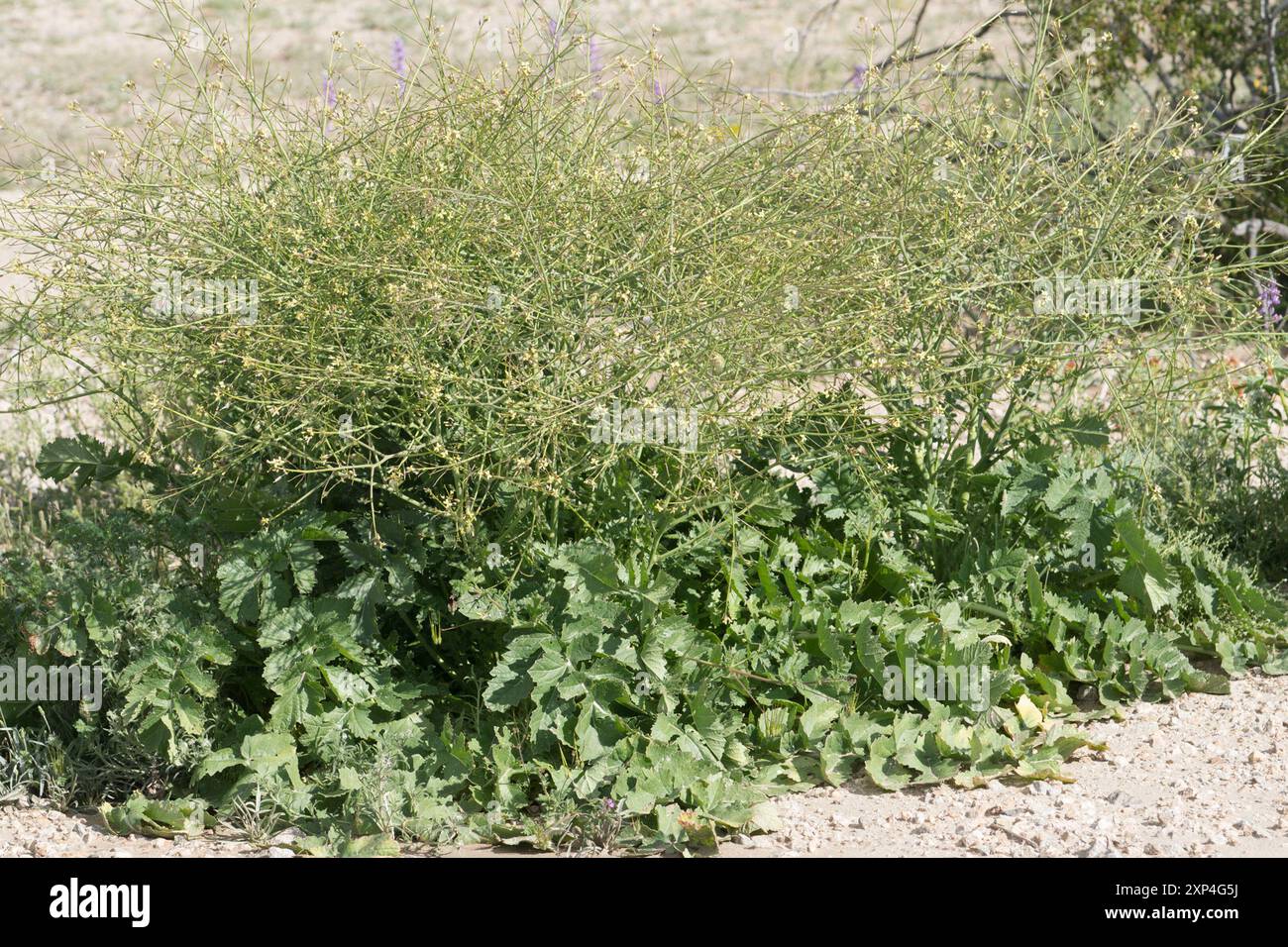 Saharan Mustard (Brassica tournefortii) Plantae Stock Photo - Alamy