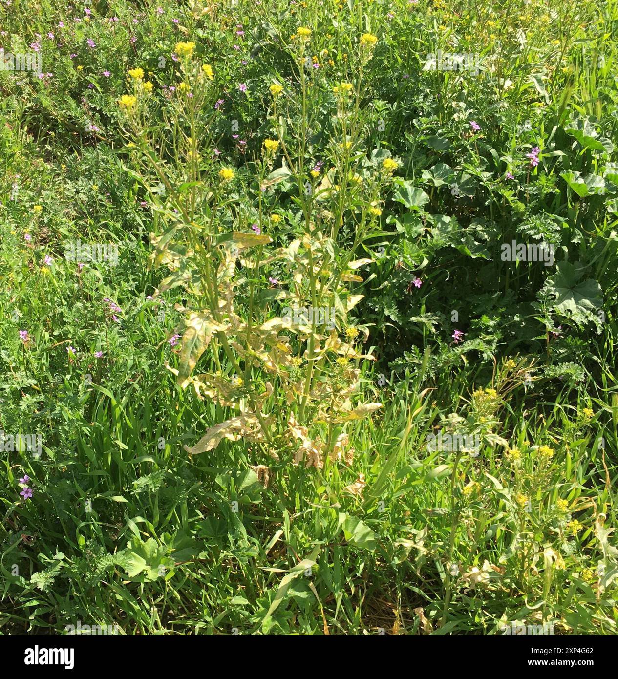 London rocket (Sisymbrium irio) Plantae Stock Photo - Alamy