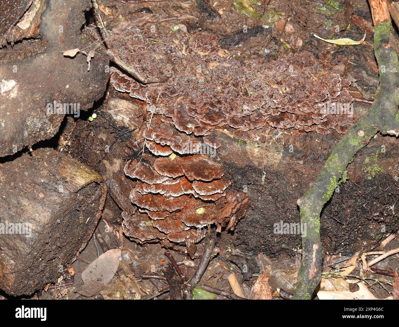 Hymenochaetaceae fungi hi-res stock photography and images - Alamy