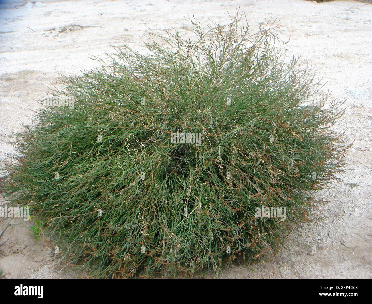 Narrow-leaved Stillingia (Stillingia linearifolia) Plantae Stock Photo ...