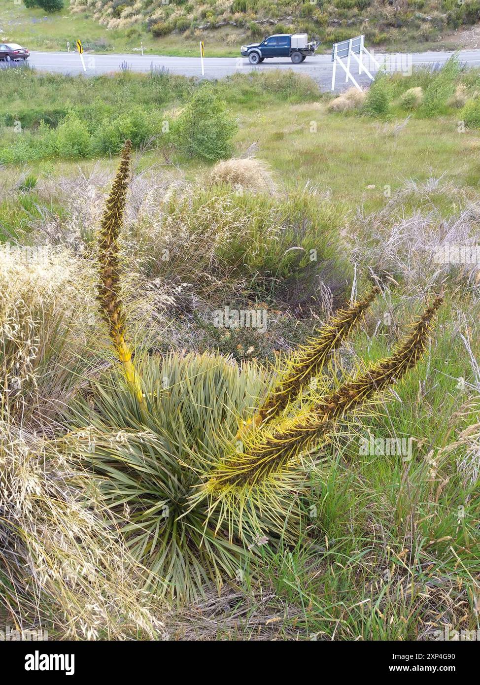 Golden Spaniard (Aciphylla aurea) Plantae Stock Photo - Alamy