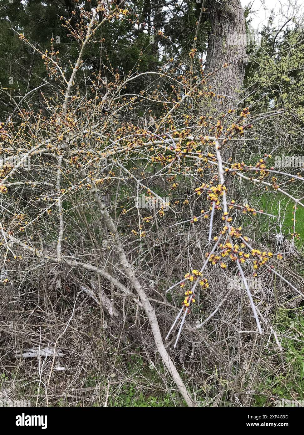 Stretchberry (Forestiera pubescens) Plantae Stock Photo - Alamy