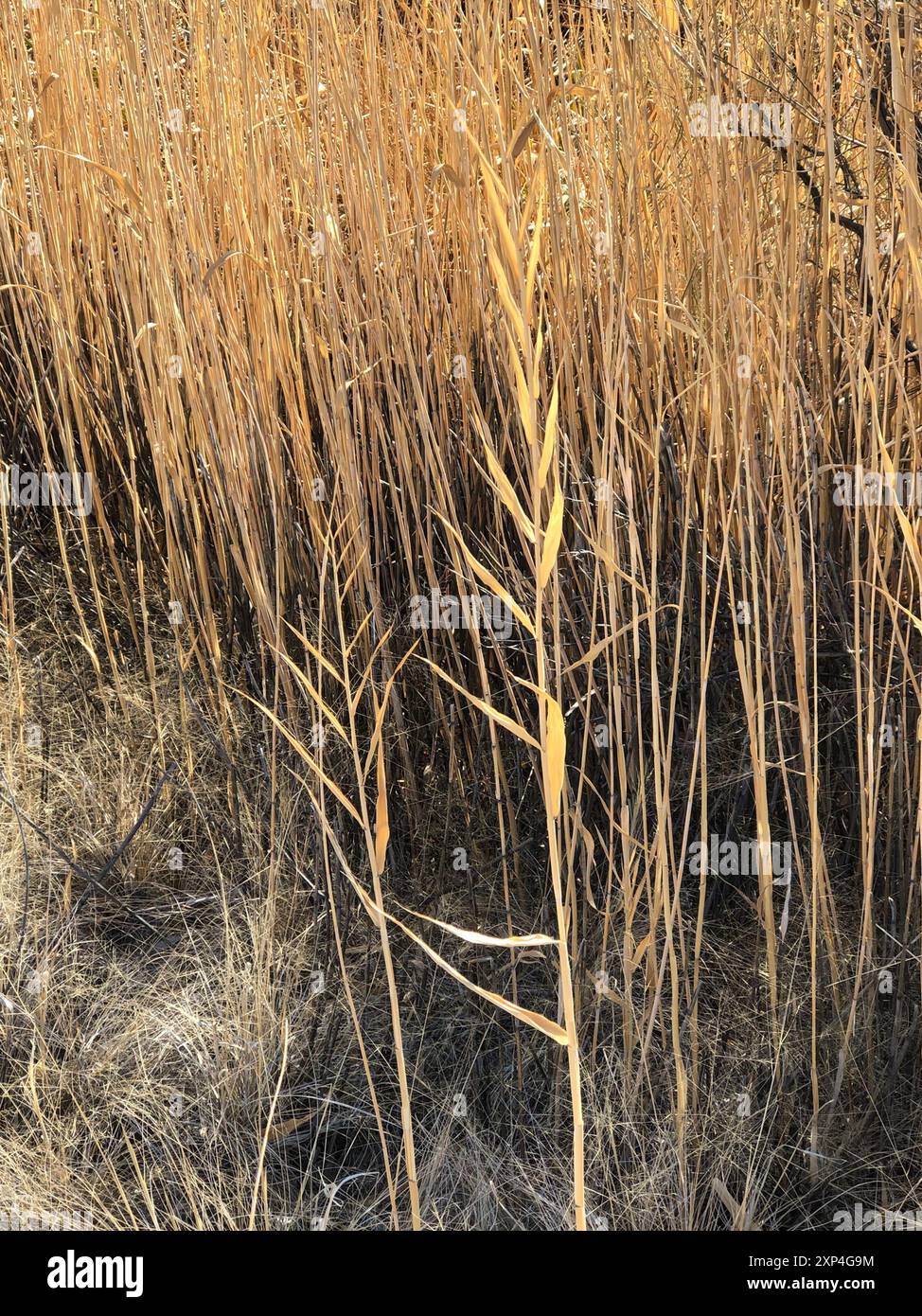 common reed (Phragmites australis) Plantae Stock Photo - Alamy