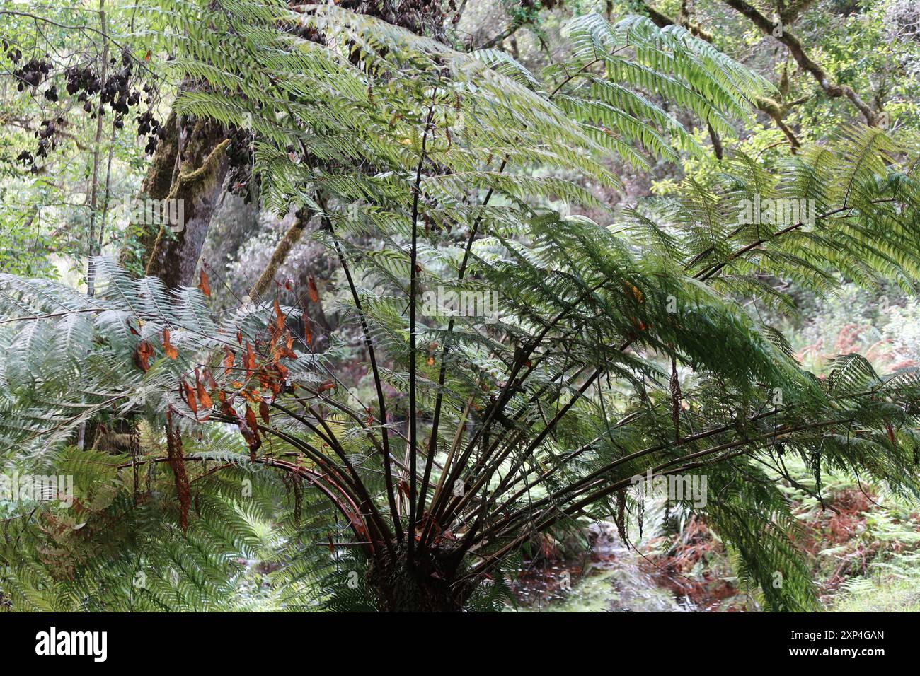 Forest Tree Fern (Cyathea capensis) Plantae Stock Photo - Alamy