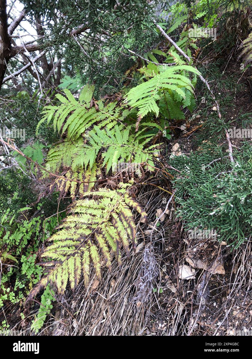 marsh fern family (Thelypteridaceae) Plantae Stock Photo - Alamy