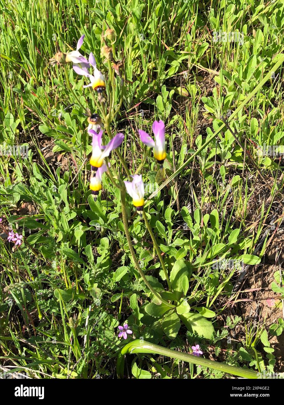 Padre's Shooting Star (Primula clevelandii) Plantae Stock Photo - Alamy