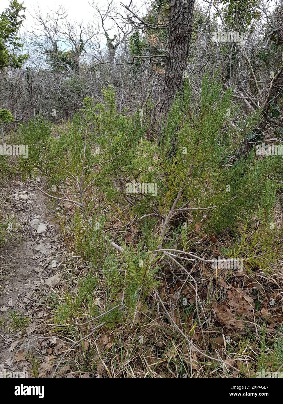 foetid juniper (Juniperus foetidissima) Plantae Stock Photo - Alamy