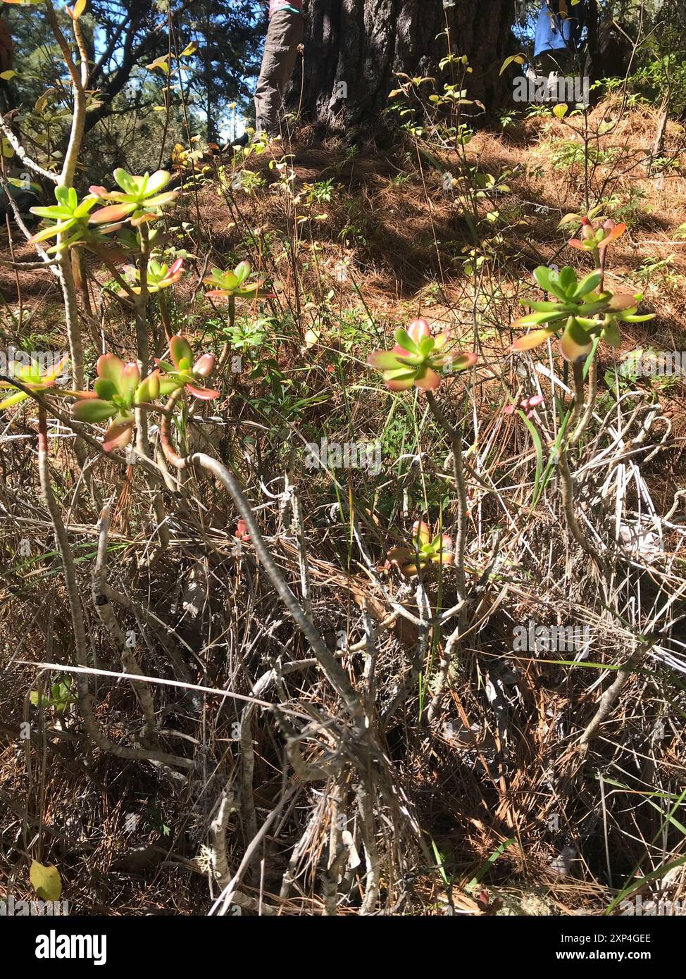 green cockscomb (Sedum praealtum) Plantae Stock Photo - Alamy