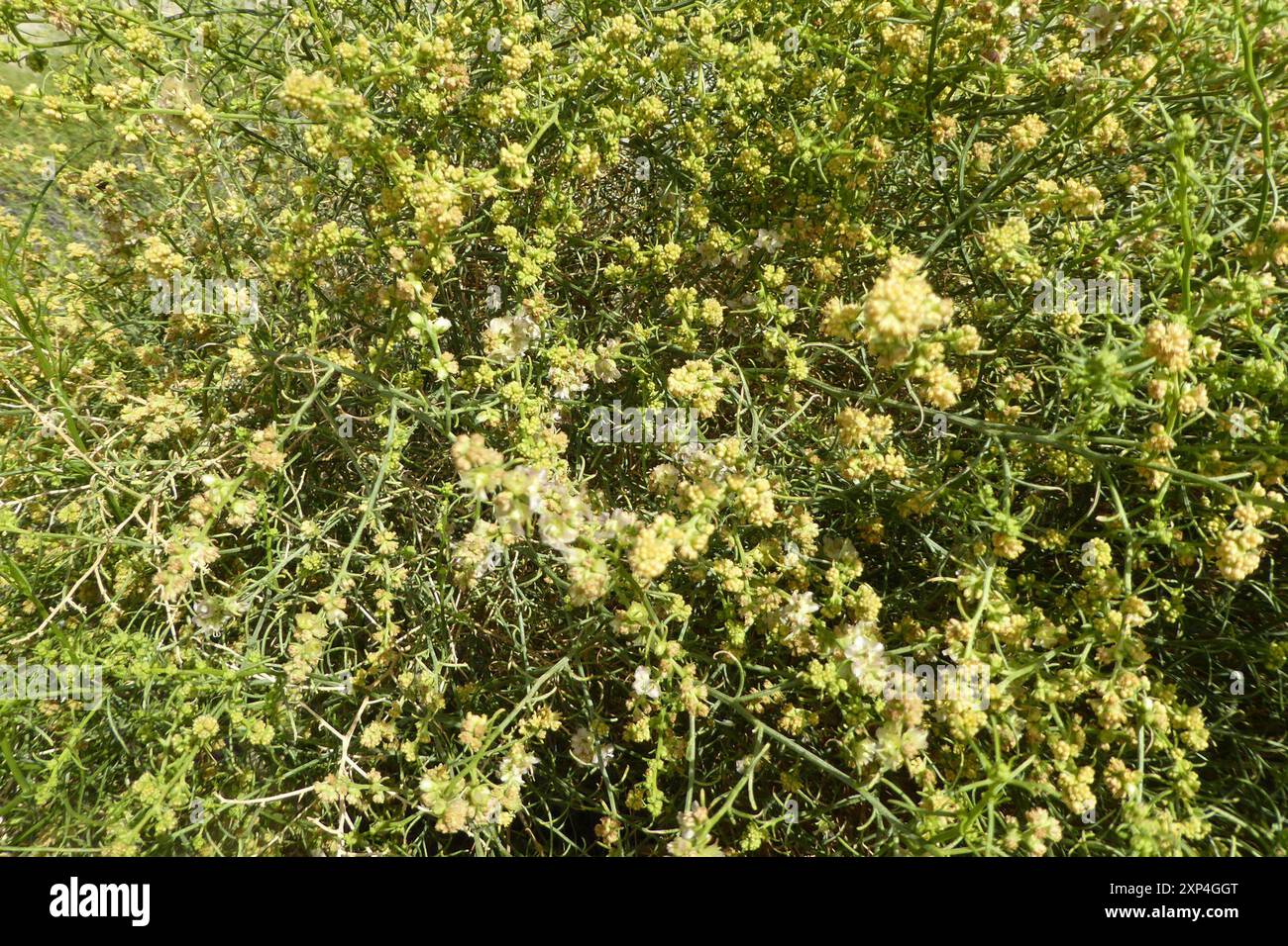 Cheesebush (Ambrosia salsola) Plantae Stock Photo - Alamy
