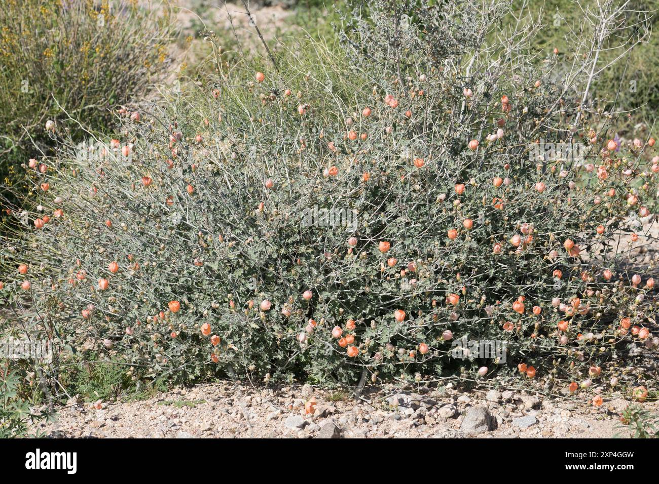 apricot mallow (Sphaeralcea ambigua) Plantae Stock Photo - Alamy