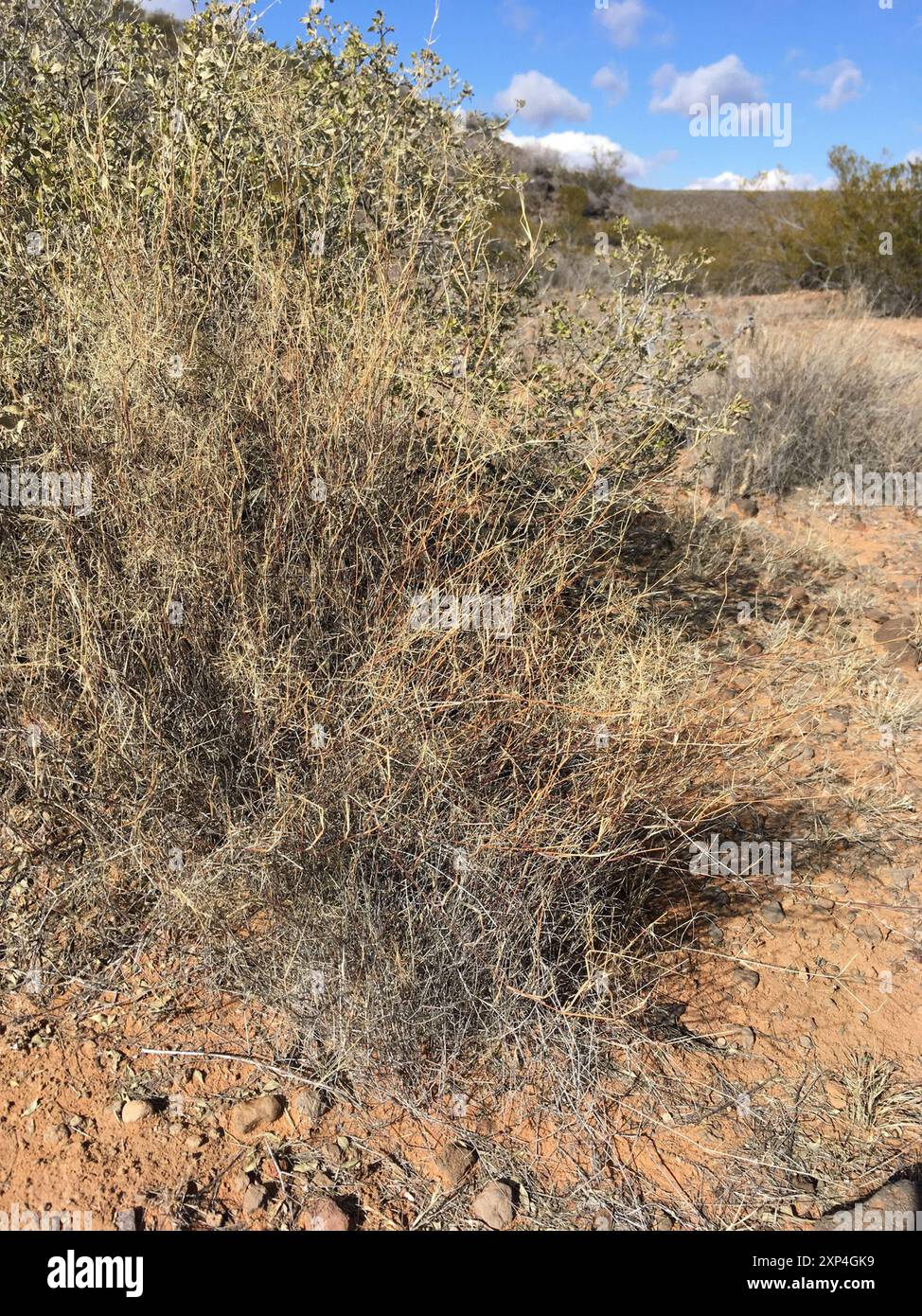 Bush Muhly (Muhlenbergia porteri) Plantae Stock Photo - Alamy