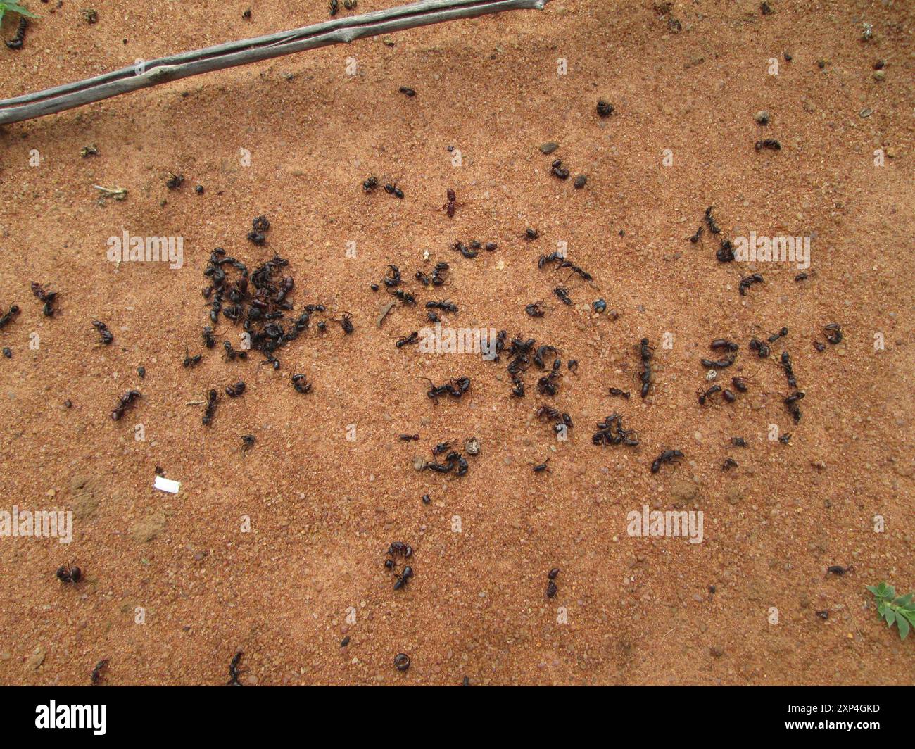 African stink ant (Paltothyreus tarsatus) Insecta Stock Photo - Alamy