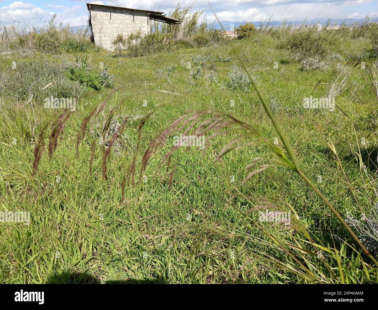 Smilo Grass (Oloptum miliaceum) Plantae Stock Photo - Alamy