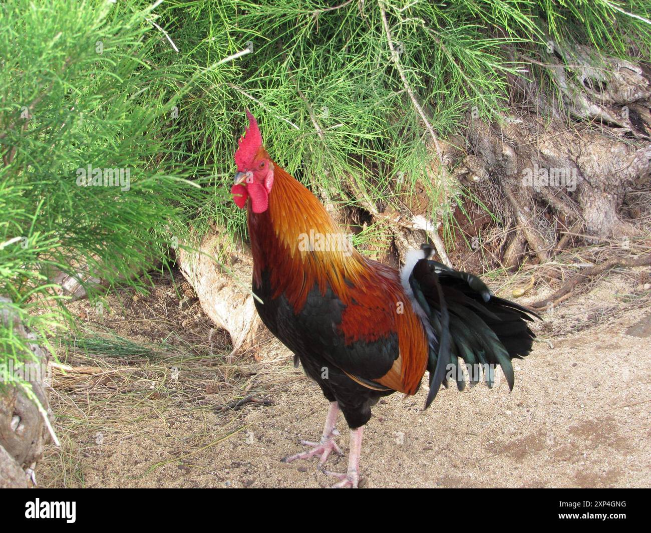 Red Junglefowl (Gallus gallus) Aves Stock Photo - Alamy