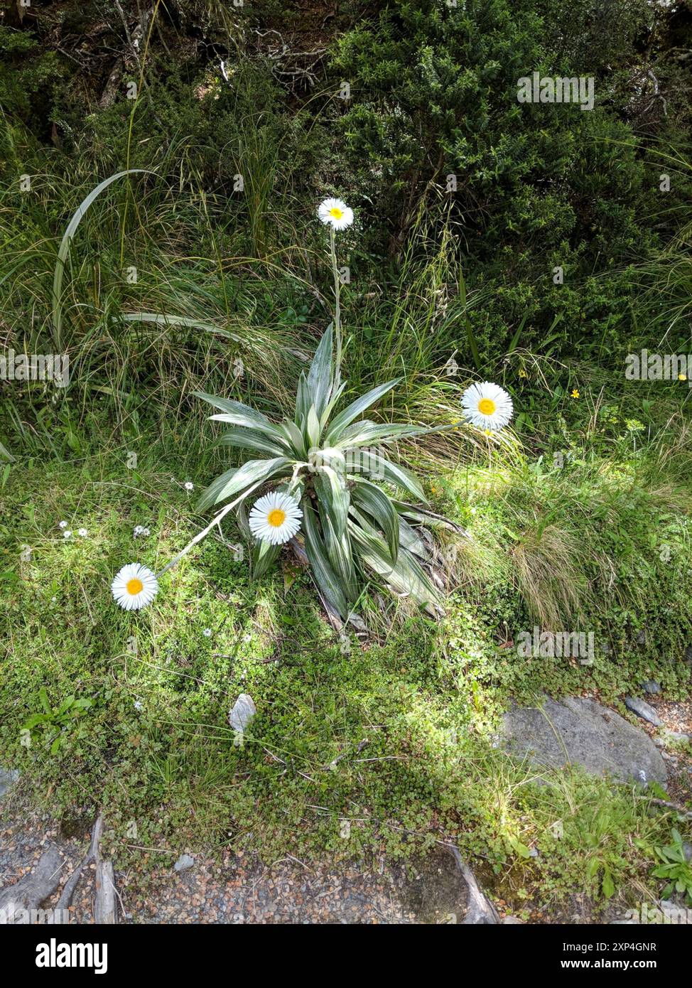 Large Mountain Daisy (Celmisia semicordata) Plantae Stock Photo - Alamy