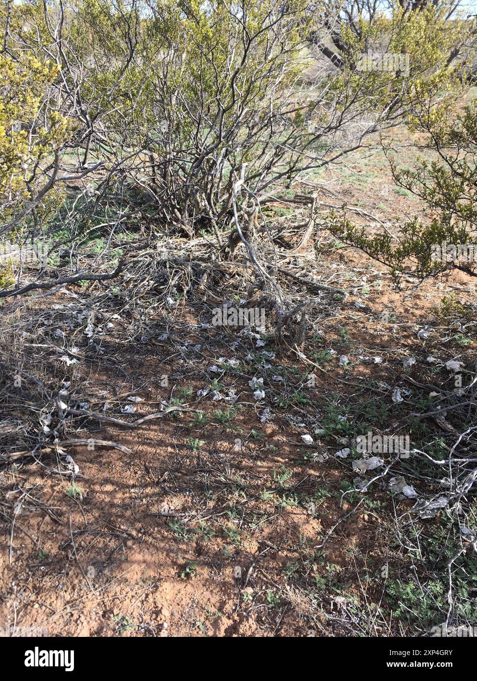 melon loco (Apodanthera undulata) Plantae Stock Photo - Alamy