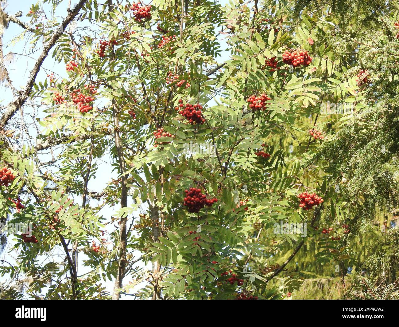 European mountain ash (Sorbus aucuparia) Plantae Stock Photo - Alamy