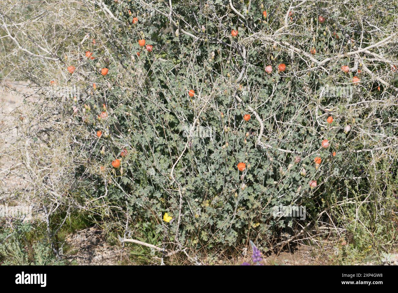 apricot mallow (Sphaeralcea ambigua) Plantae Stock Photo - Alamy