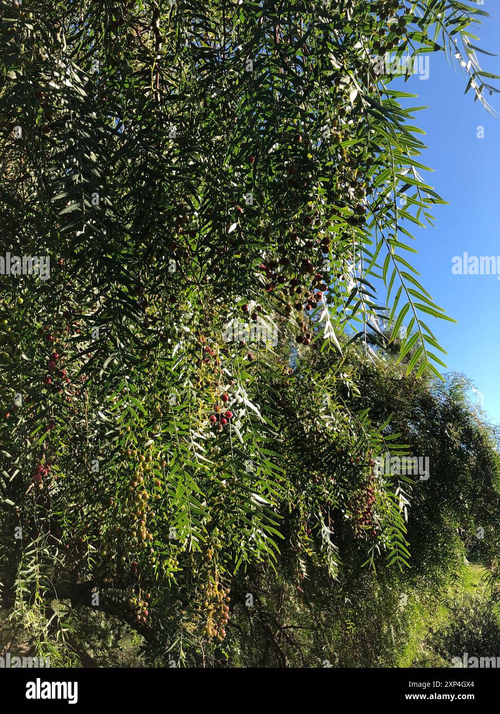 Peruvian Pepper Tree (Schinus molle) Plantae Stock Photo - Alamy