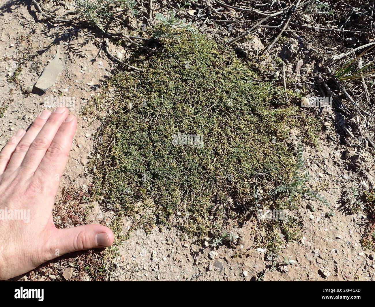 smallseed sandmat (Euphorbia polycarpa) Plantae Stock Photo - Alamy
