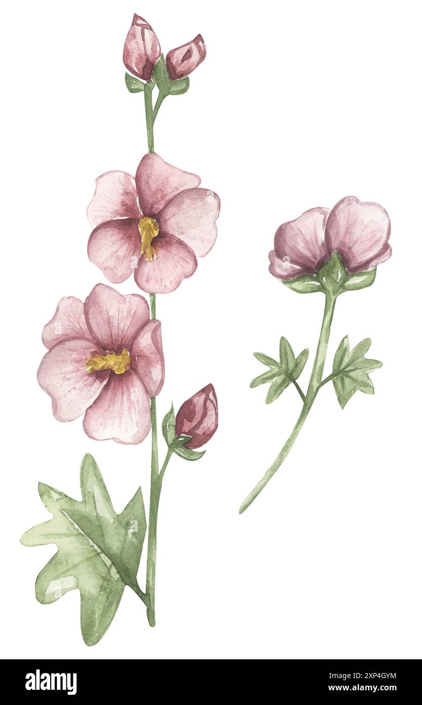 Watercolor pink malva flower illustration set, meadow flowers clipart ...