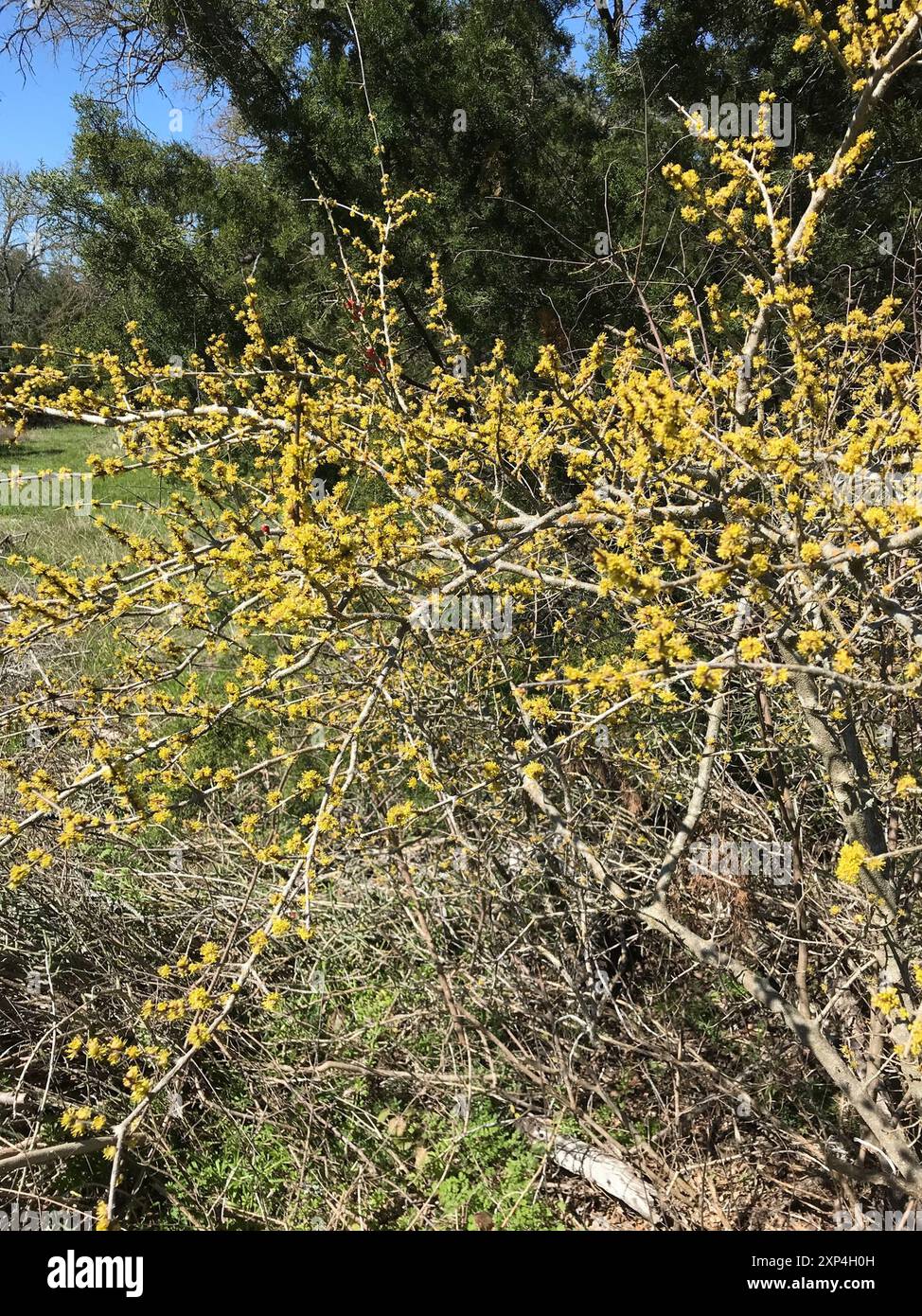 Stretchberry (Forestiera pubescens) Plantae Stock Photo - Alamy