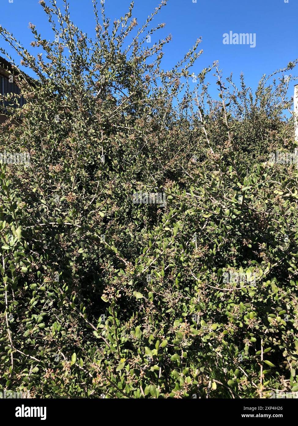 lemonade berry (Rhus integrifolia) Plantae Stock Photo - Alamy