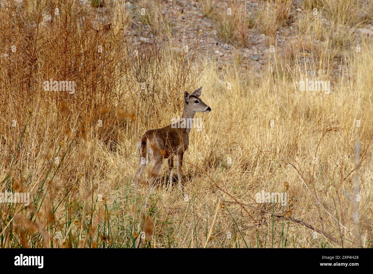 Sierra del Carmen White-tailed Deer (Odocoileus virginianus carminis ...
