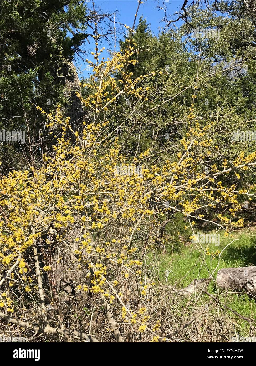 Stretchberry (Forestiera pubescens) Plantae Stock Photo - Alamy