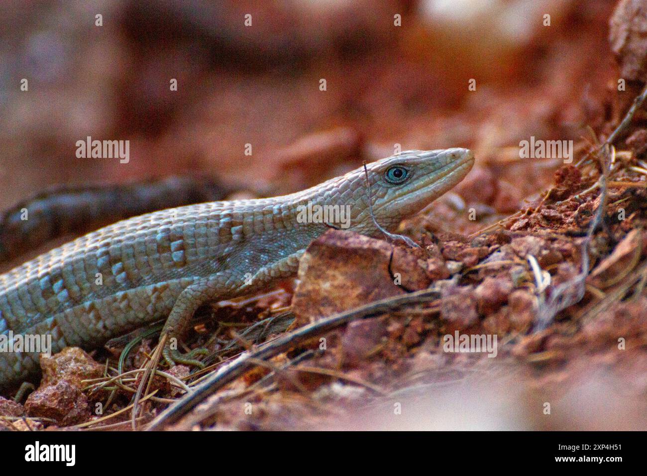 Texas Alligator Lizard (Gerrhonotus infernalis) Reptilia Stock Photo ...