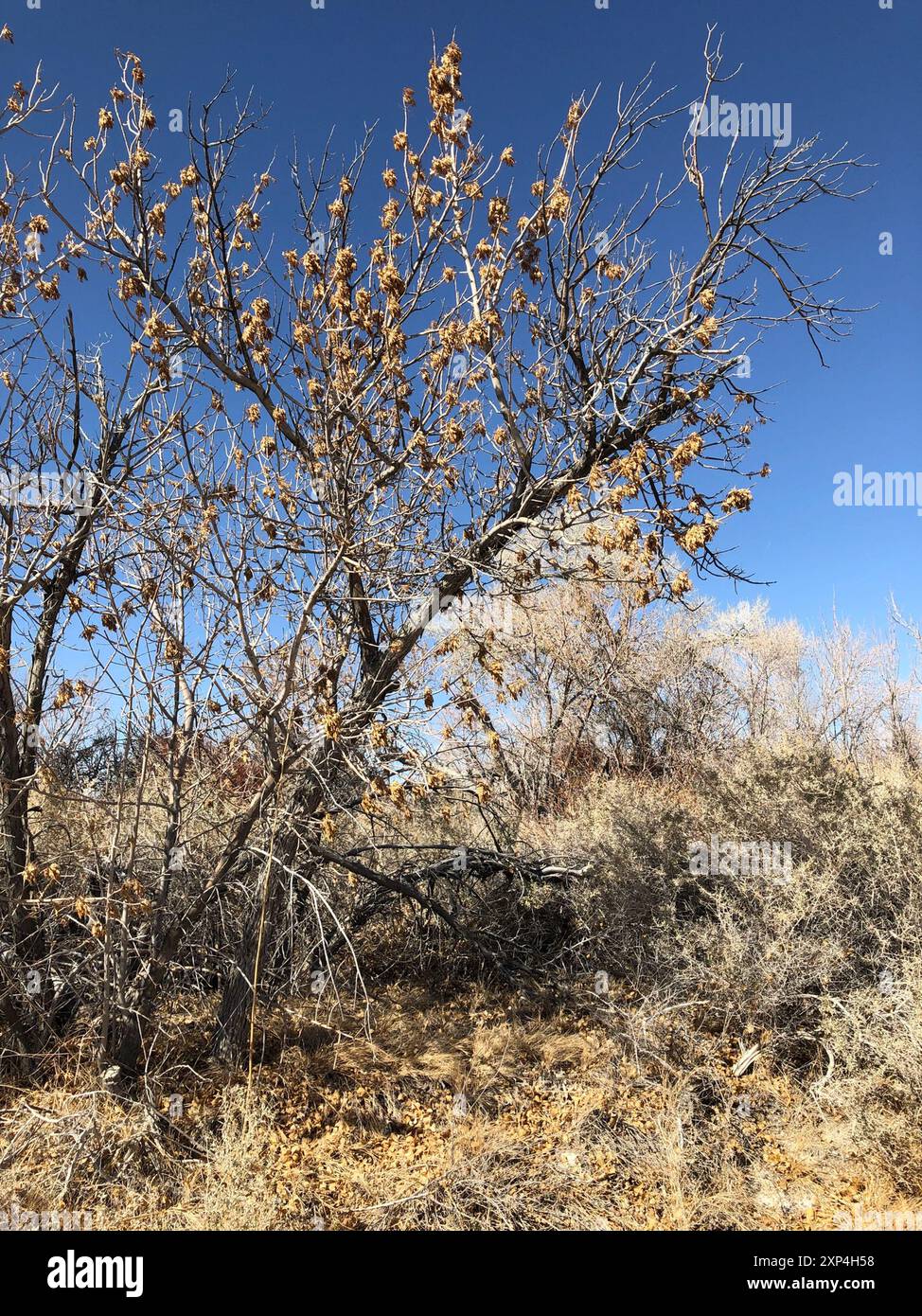 velvet ash (Fraxinus velutina) Plantae Stock Photo - Alamy