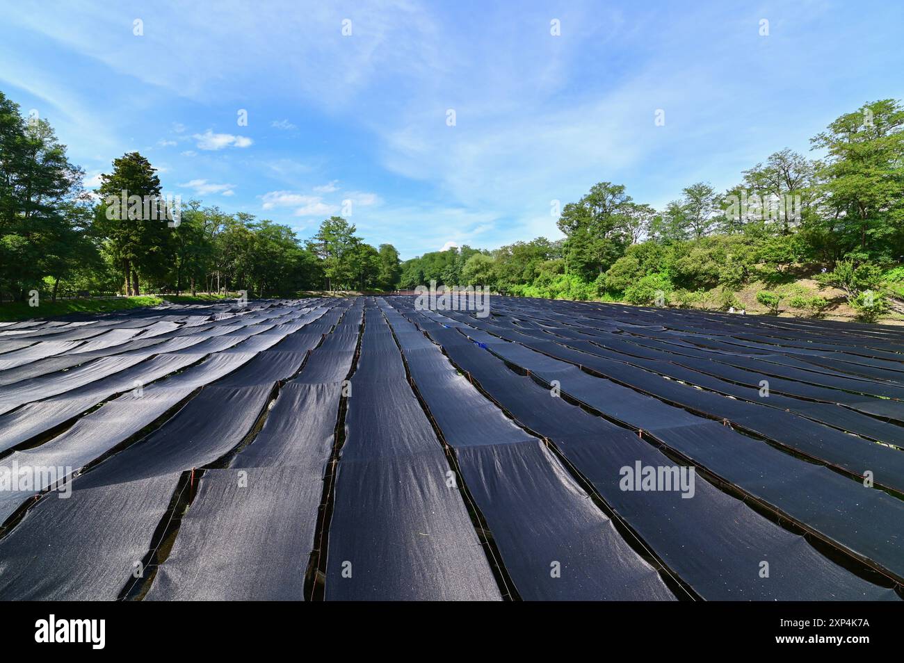 Traditional Wasabi Cultivation in Daio Wasabi Farm, Nagano Prefecture ...