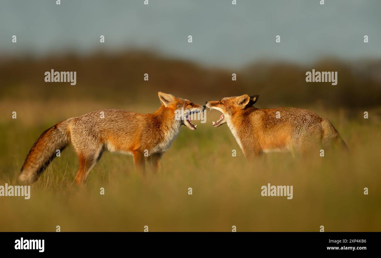 Fox cubs playing hi-res stock photography and images - Alamy