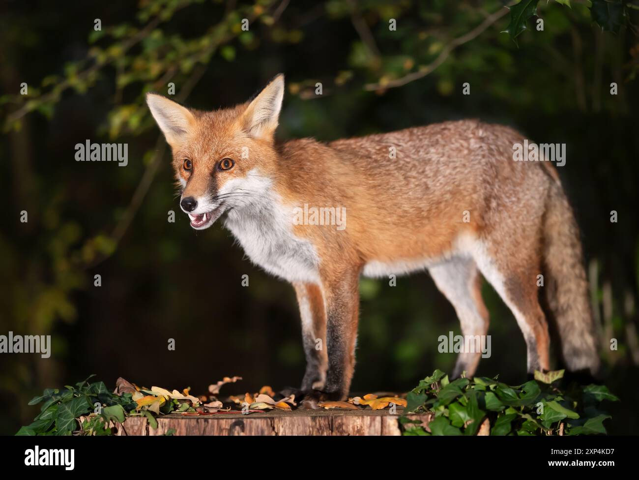 Fox standing hi-res stock photography and images - Alamy