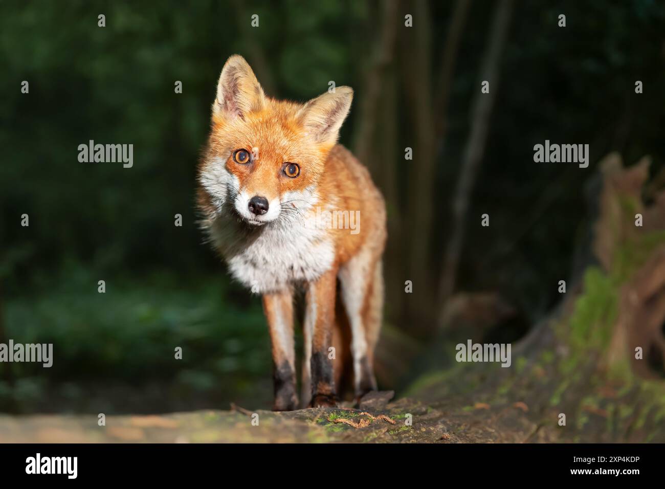 Fox standing hi-res stock photography and images - Alamy