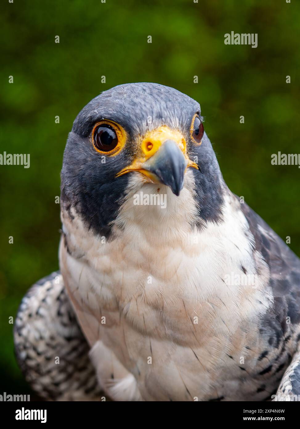 Peregrine Falcon. Close up of male bird. Wales, UK Stock Photo - Alamy