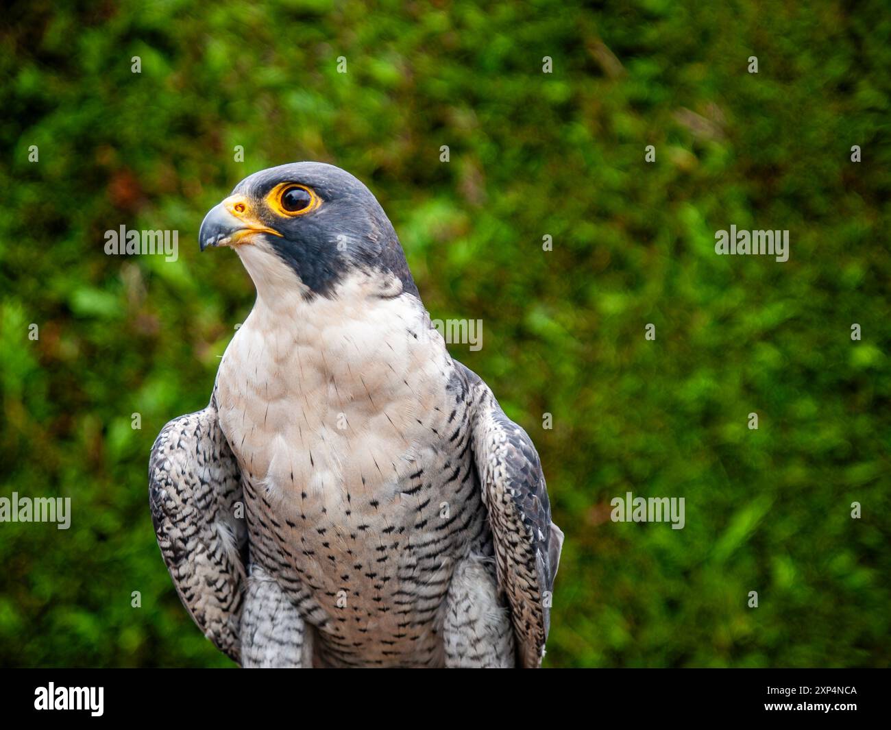 20 most beautiful birds in the world hi-res stock photography and ...