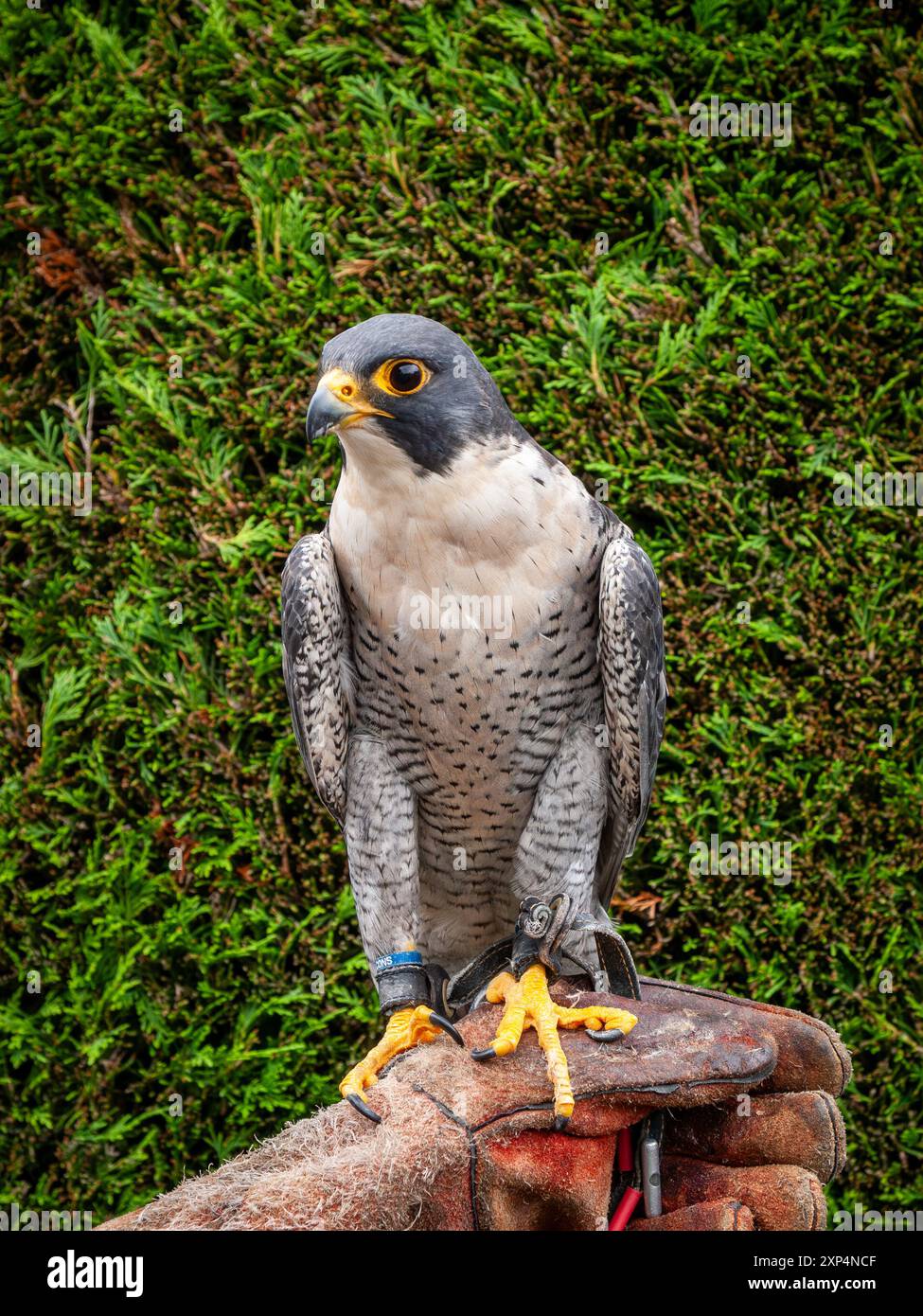 Peregrine Falcon. Showing claws, jesses and rings on its legs. Male bird sat on falconers gloved ...