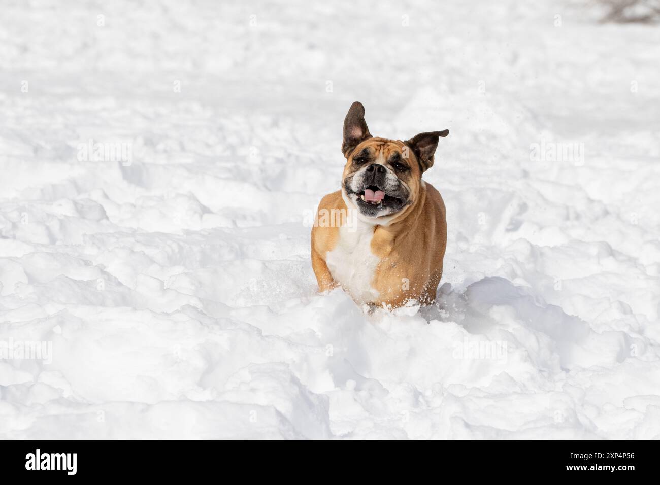 Red english british bulldog running hi-res stock photography and images ...
