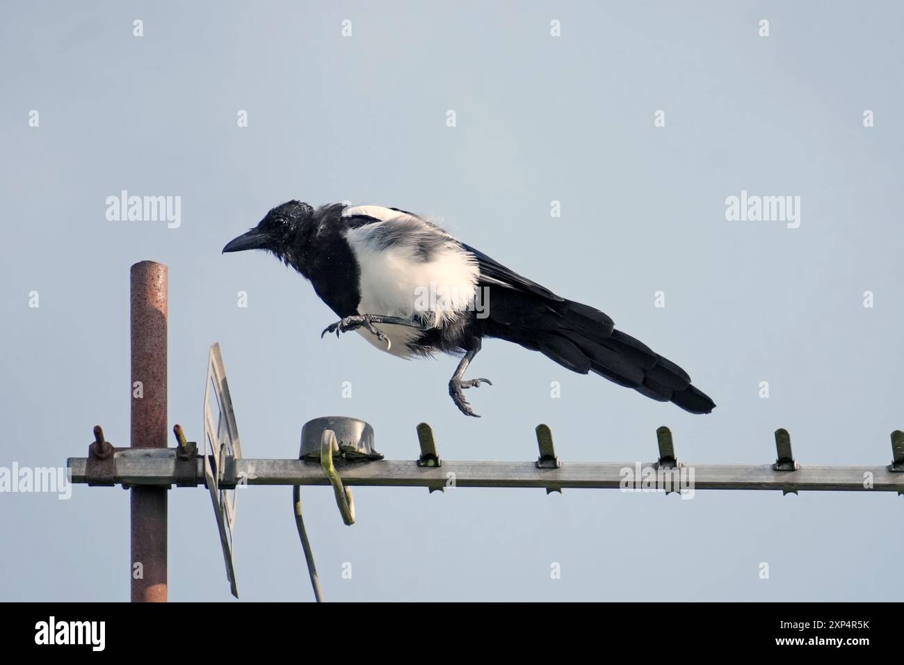 Black-billed Magpie - Pica pica taking off from a Television Aerial ...