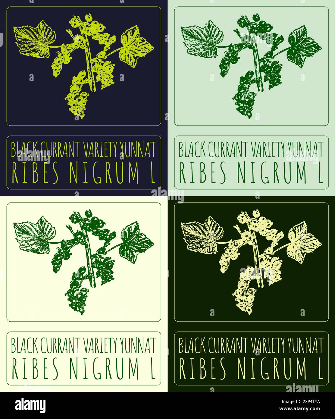Set of vector drawing BLACK CURRANT VARIETY YUNNAT in various colors ...