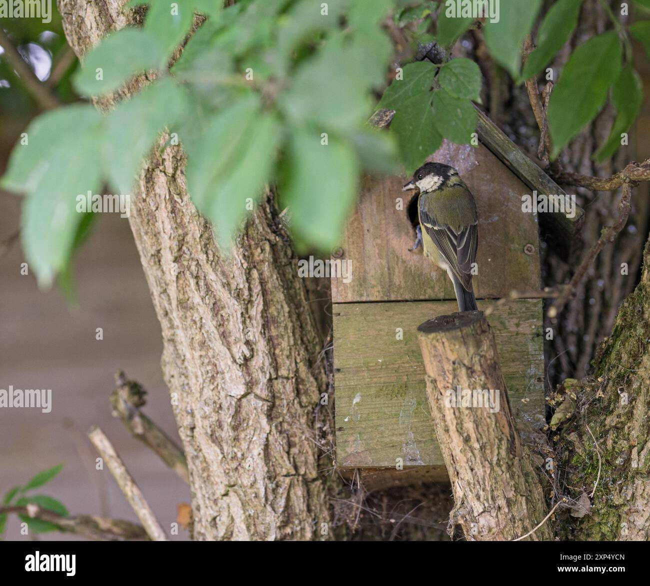 bird at nesting box Stock Photo - Alamy