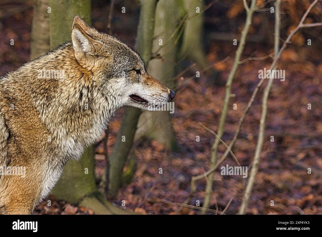 Wolf territory hi-res stock photography and images - Alamy