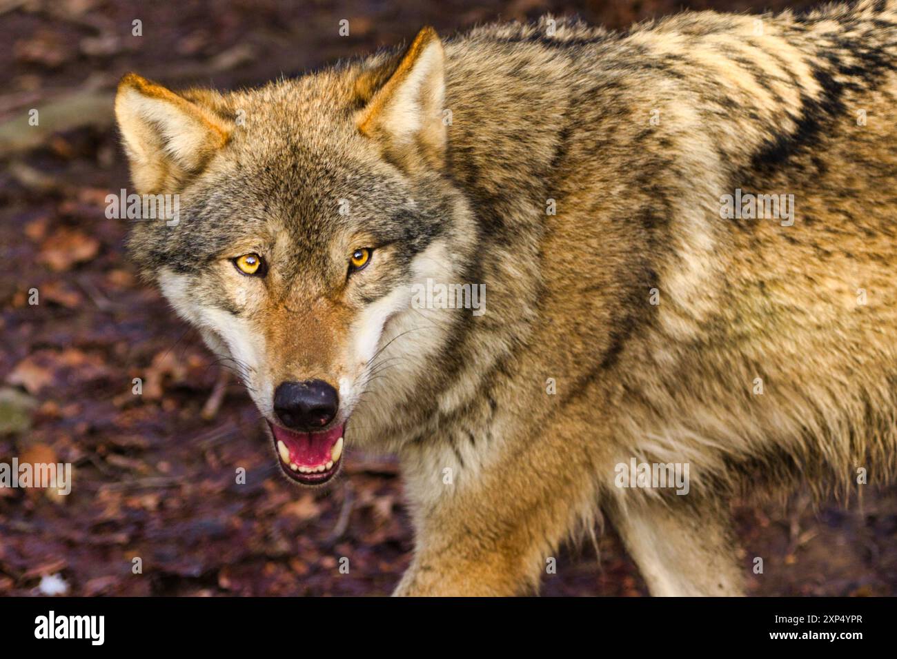 Wolf (European wolf Stock Photo - Alamy