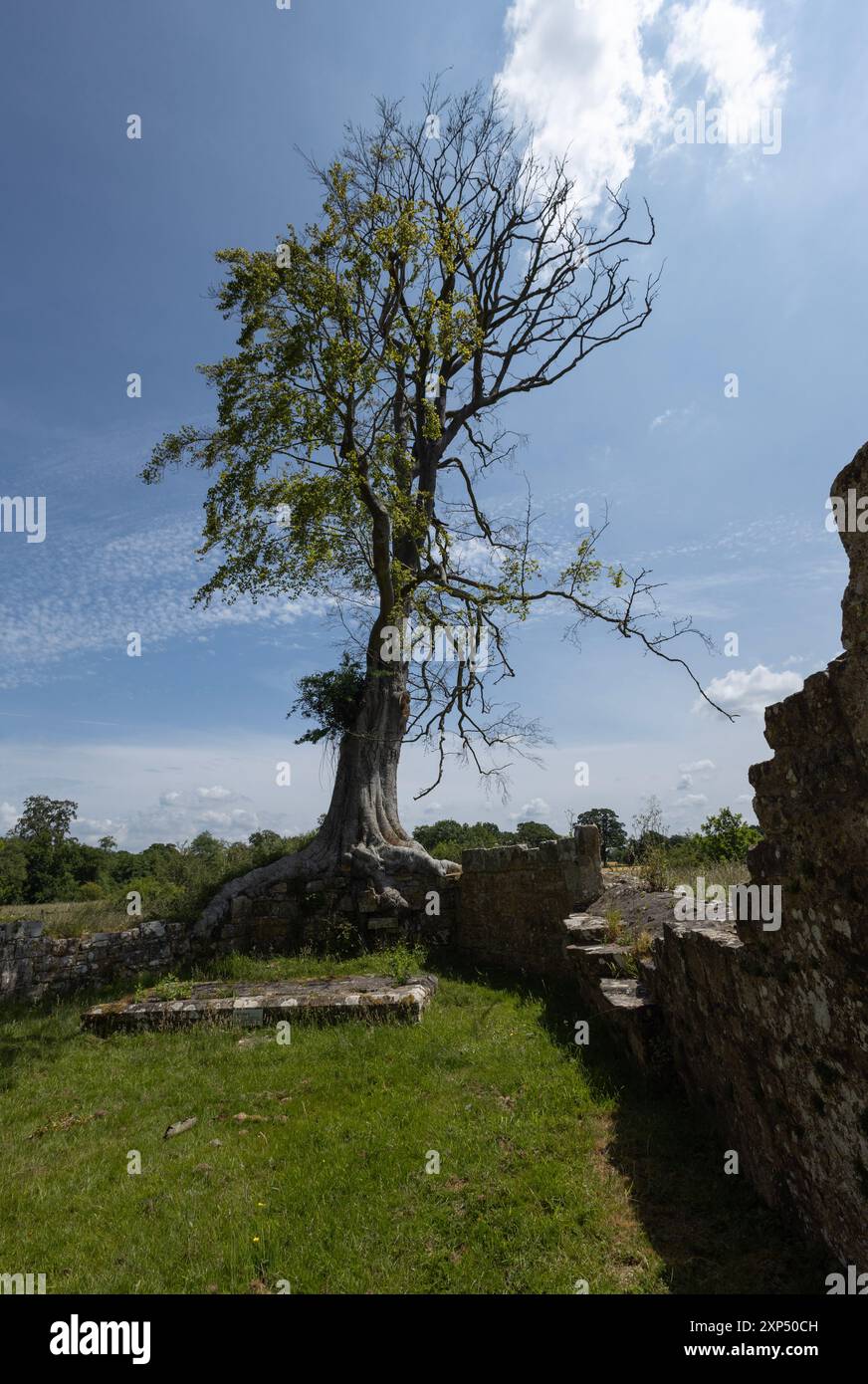A single blooming tree grows from the top of a ruined stone wall of an ...