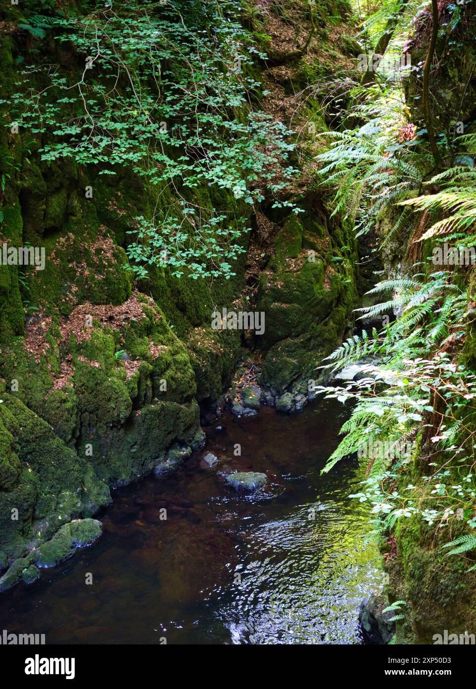 Rumbling bridge devon summer hi-res stock photography and images - Alamy