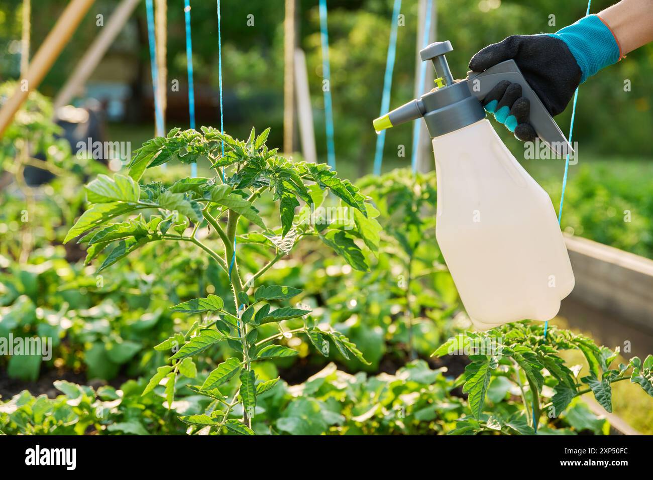 Hands with sprayer, spraying tomato plant bushes on wooden raised bed ...