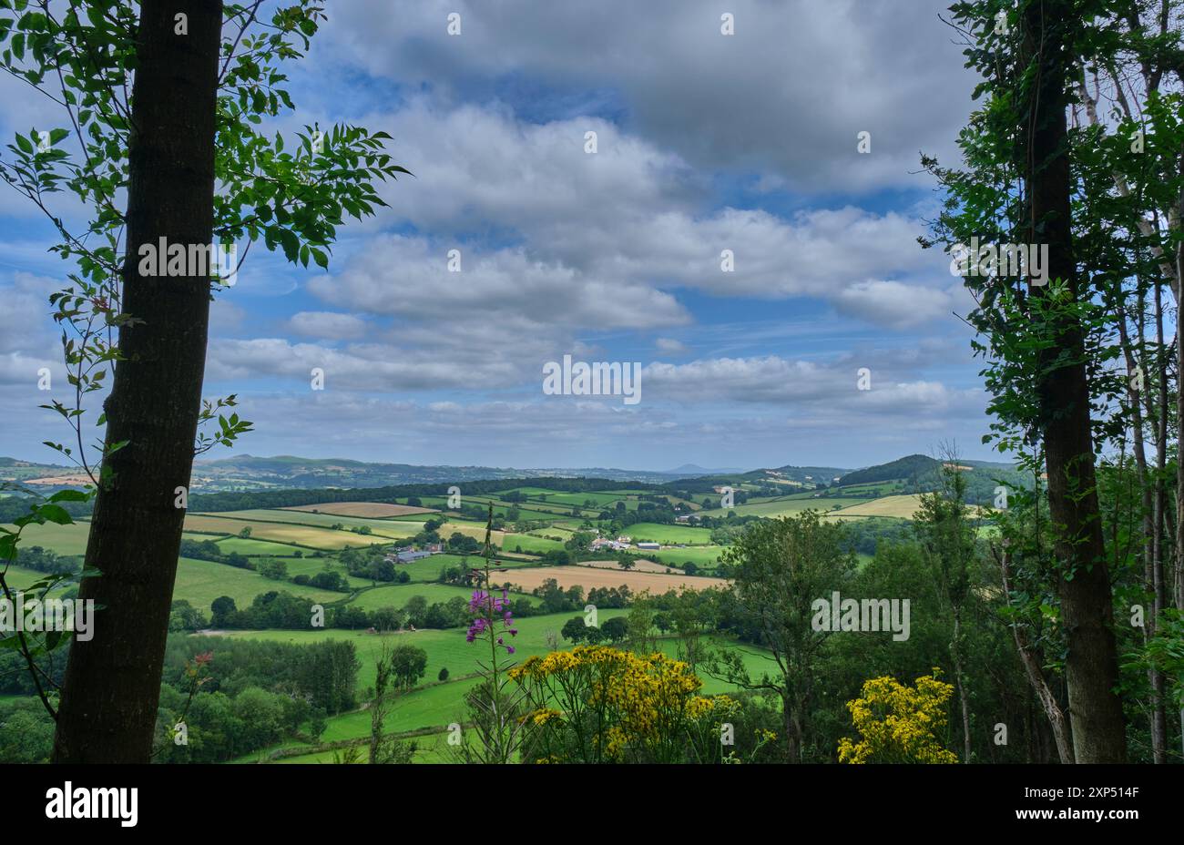 Explore serene forest edge hi-res stock photography and images - Alamy