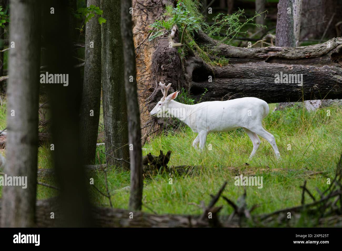 Rare white deer. Natural scene from conservation area in Wisconsin ...