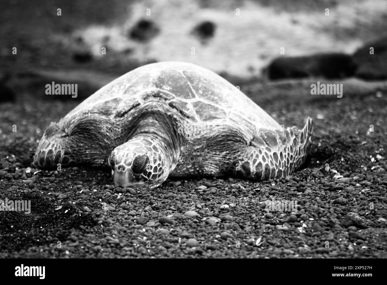 Sea Turtle Resting on the Beach Stock Photo - Alamy